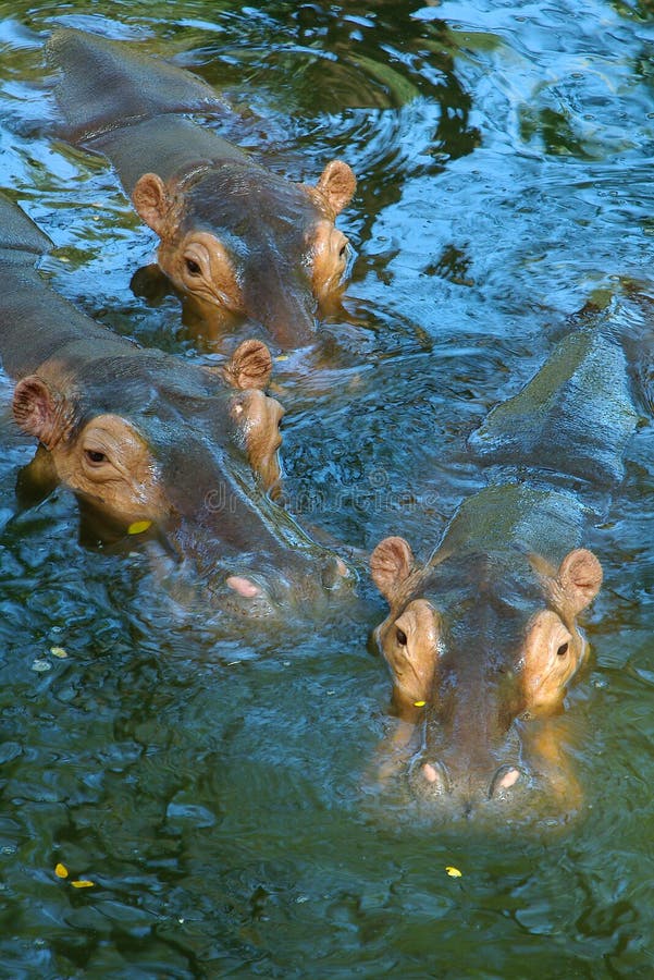 Trois Hippopotames Dans L'eau Photo stock - Image of désert ...