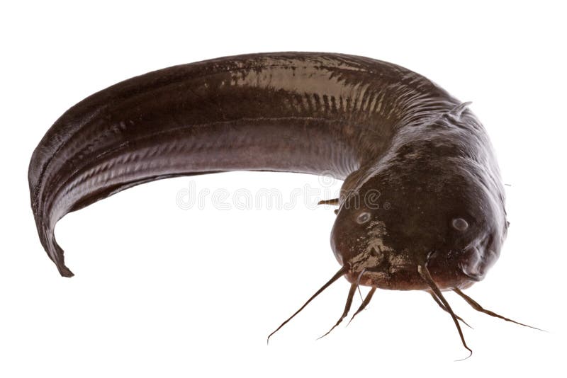 Poisson-chat, Poisson-chat De Marche De Batracien, Poisson D'eau Douce ...