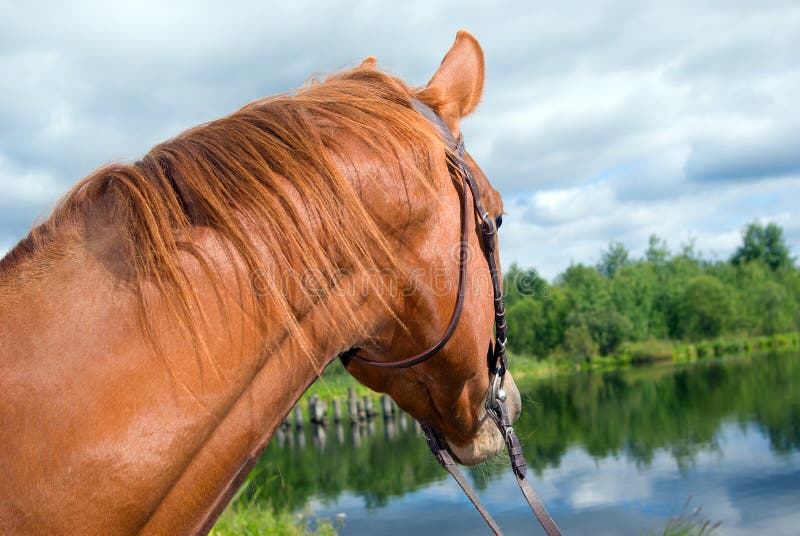 L'eau de cheval image stock. Image du châtaigne, énergie - 6562447