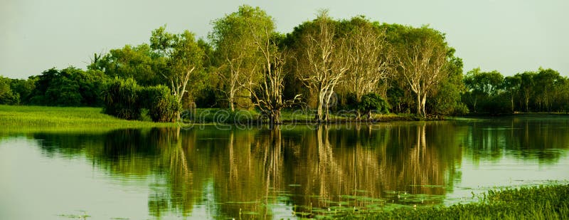 Lis D'eau Jaune D'isolement Sur Le Noir Image stock - Image du calme ...