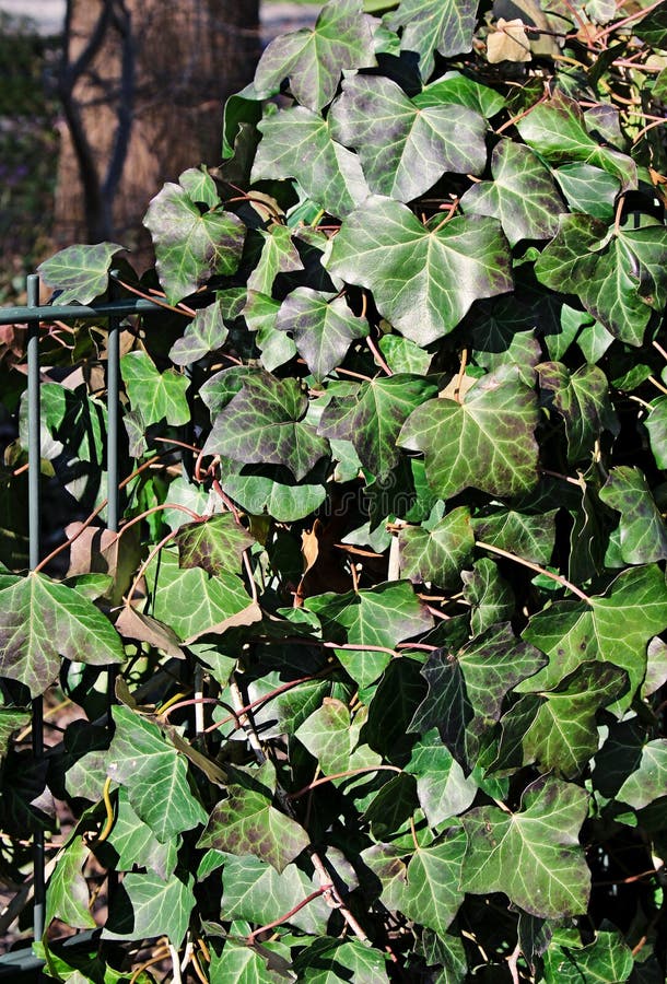 L'edera Sta Scalando Il Recinto Outdoors Immagine Stock - Immagine di ...