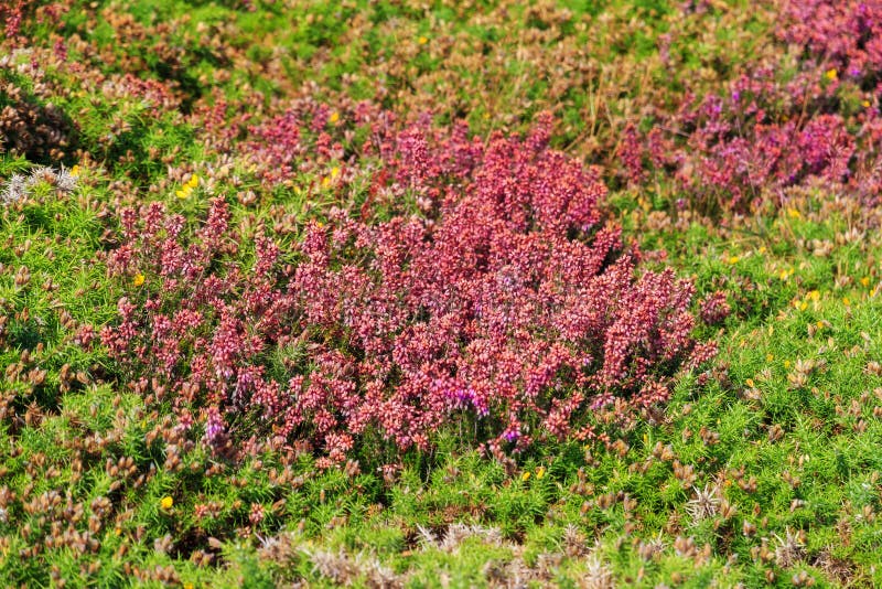 Erica viola immagine stock. Immagine di colore, botanica - 3075893