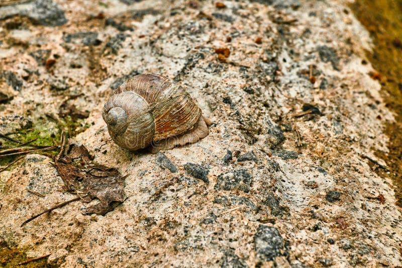 L'escargot Rampe Sur La Pierre. Texture Image stock - Image du faune ...
