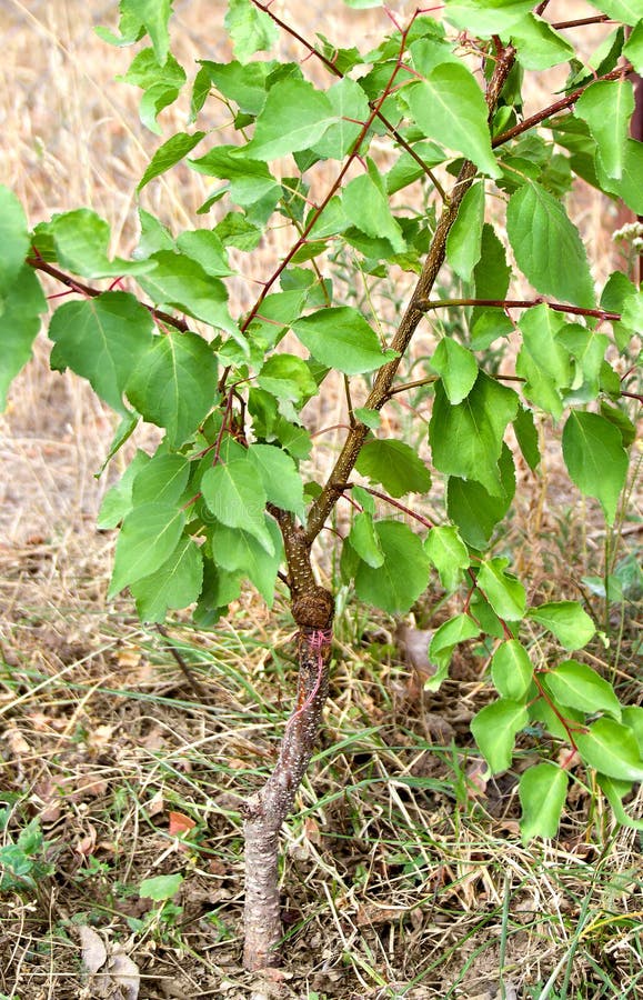 Greffe Des Branches D'abricotier Greffant Les Arbres Fruitiers Point ... Greffe Des Branches D'abricotier Greffant Les Arbres Fruitiers Point ...