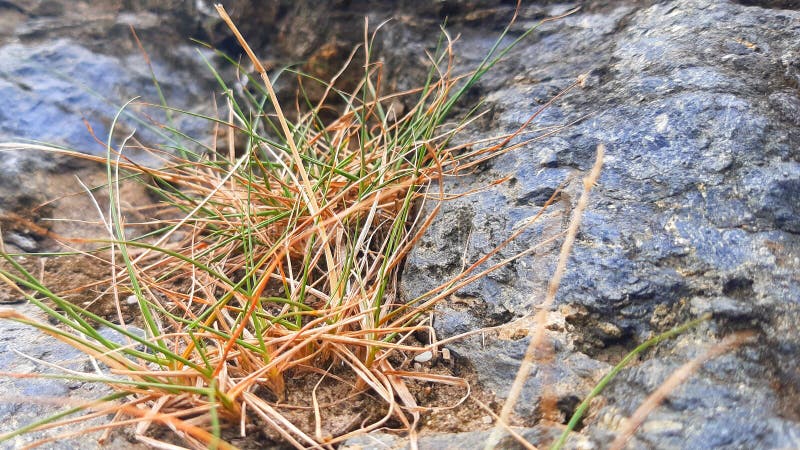 L'herbe Pousse Sur Le Rocher Image stock - Image du automne, saleté ...