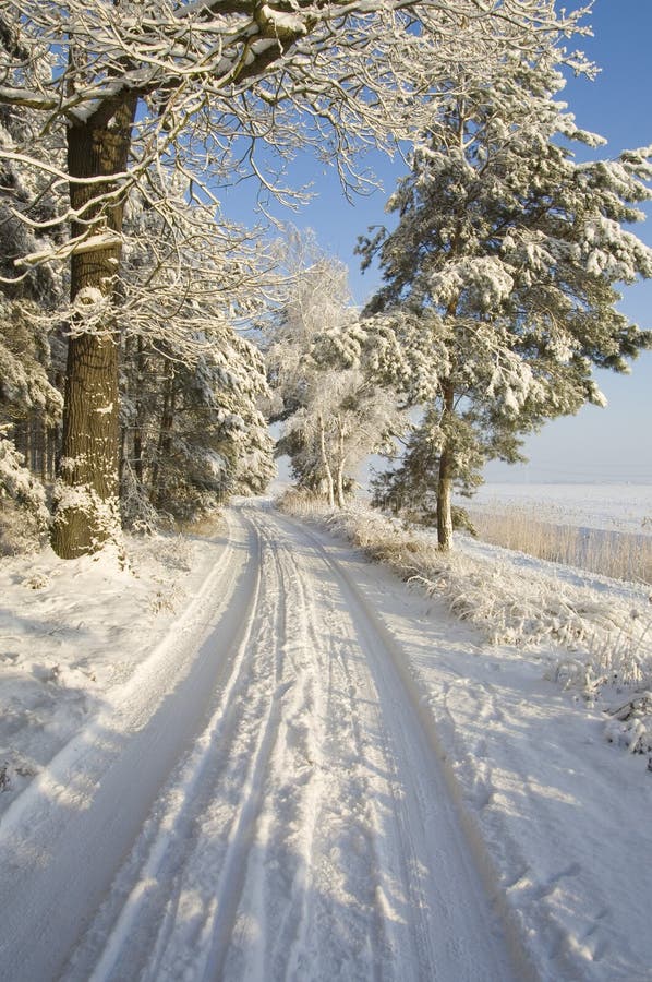 Le Beau Paysage D'hiver Avec La Neige a Couvert Des Arbres - Jour D ...