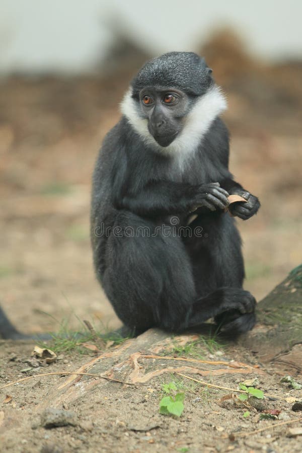 L Hoest s monkey stock image. Image of mammal, cercopithecus - 27965869