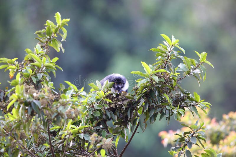 L Hoest S Monkey (Cercopithecus Lhoesti) Stock Photo - Image of park ...