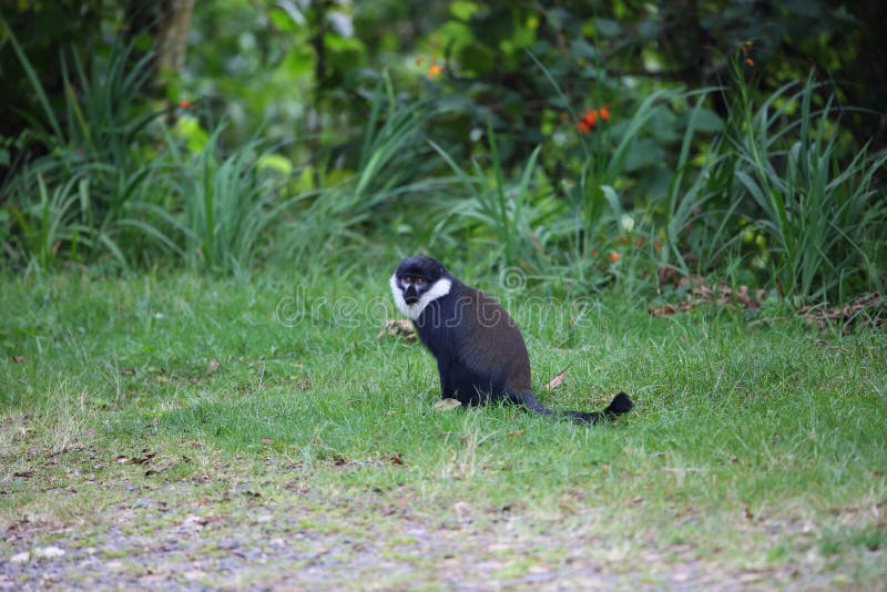 L Hoest S Monkey (Cercopithecus Lhoesti) Stock Photo - Image of park ...