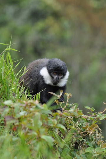 L Hoest S Monkey (Cercopithecus Lhoesti) Stock Photo - Image of park ...