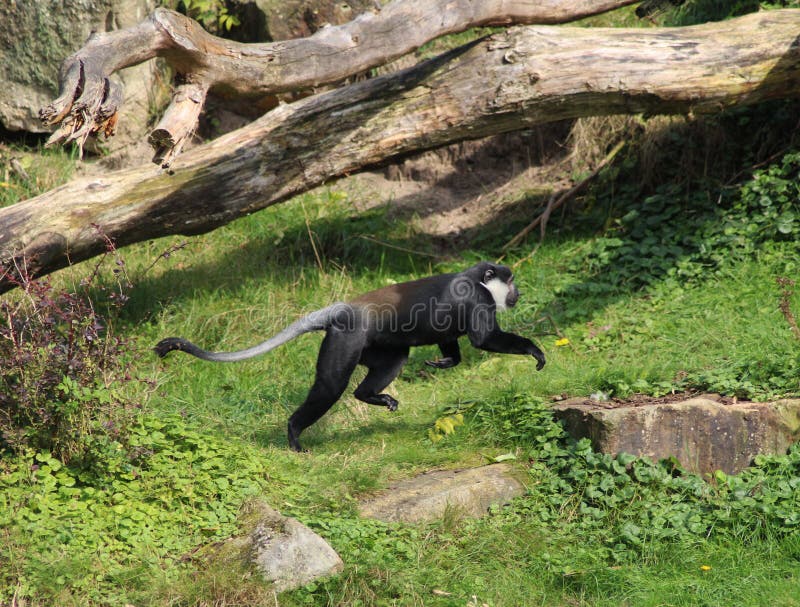 L`Hoest`s Monkey, Cercopithecus Lhoesti Stock Image - Image of forest ...