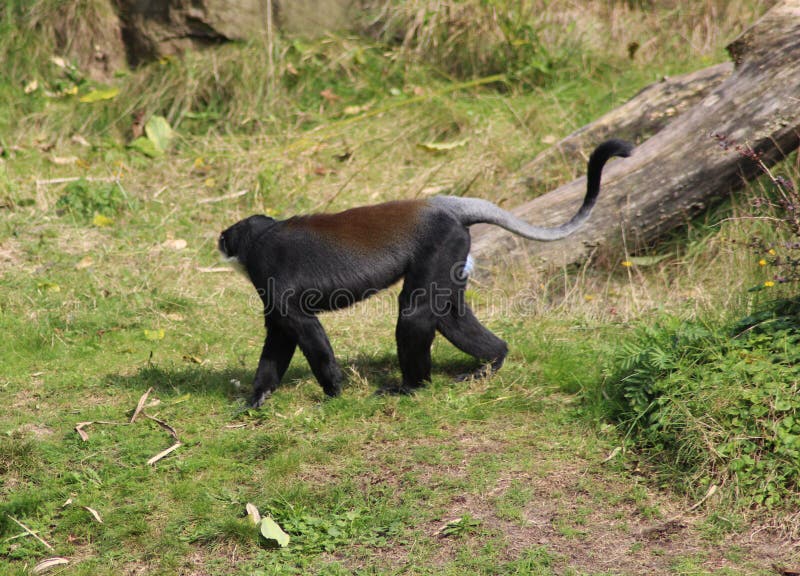 L`Hoest`s Monkey, Cercopithecus Lhoesti Stock Image - Image of ...