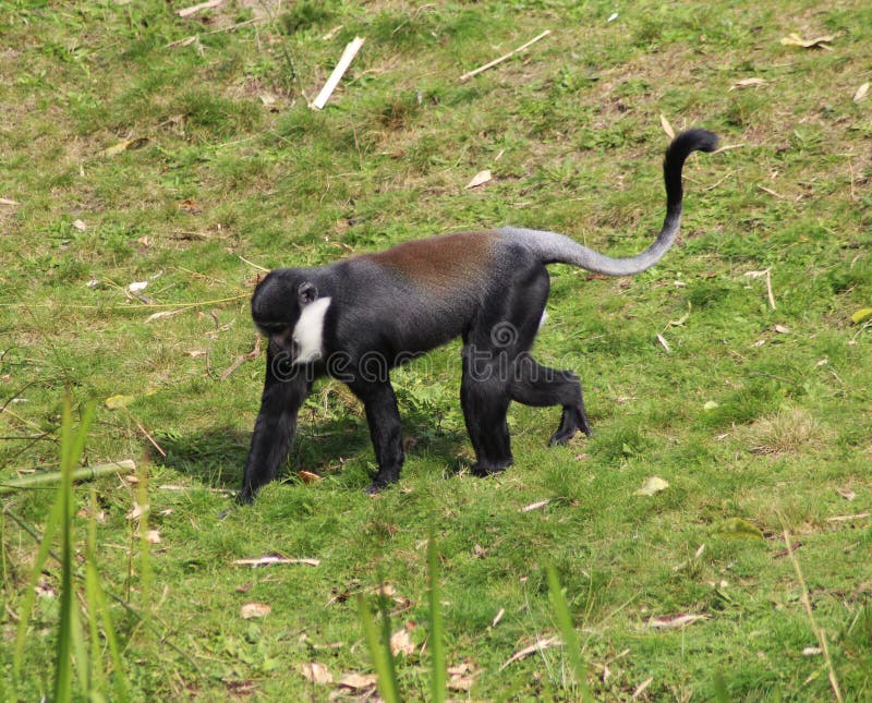 L`Hoest`s Monkey, Cercopithecus Lhoesti Stock Photo - Image of lhoest ...