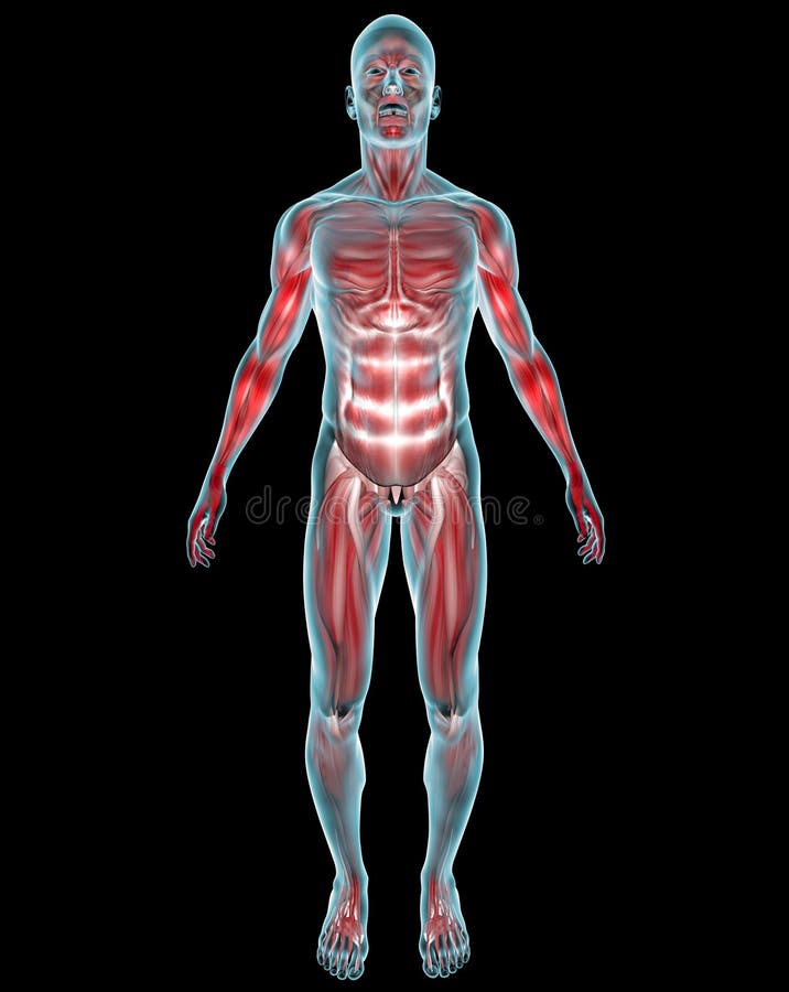 L'homme muscles l'anatomie illustration stock. Illustration du masculin ...