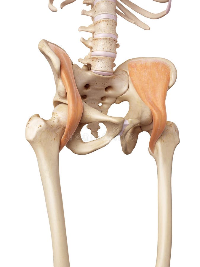 Le psoas iliaque illustration stock. Illustration du précis - 58450732