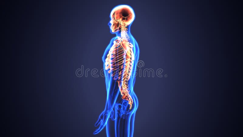 Illustrazione 3D Dello Scheletro Assiale Include: Cranio, Colonna ...