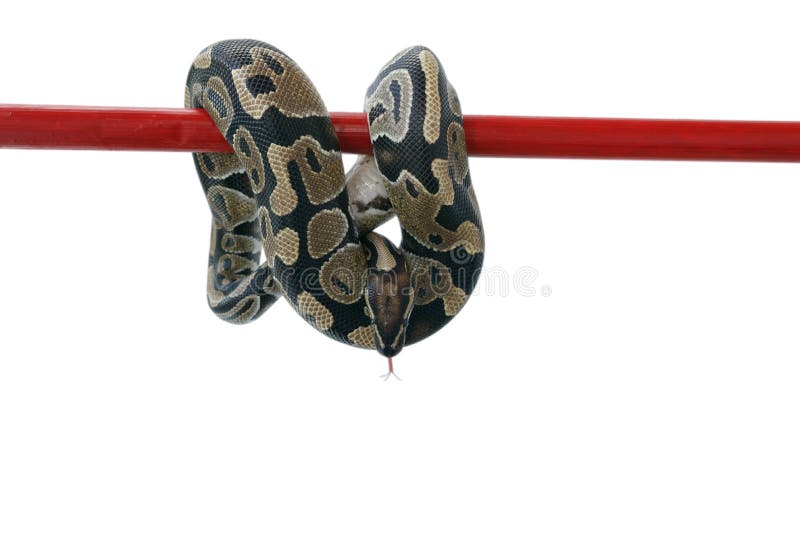 L'image D'un Python Royal Ou De Boule Accrochant Sur Un Fond Blanc ...