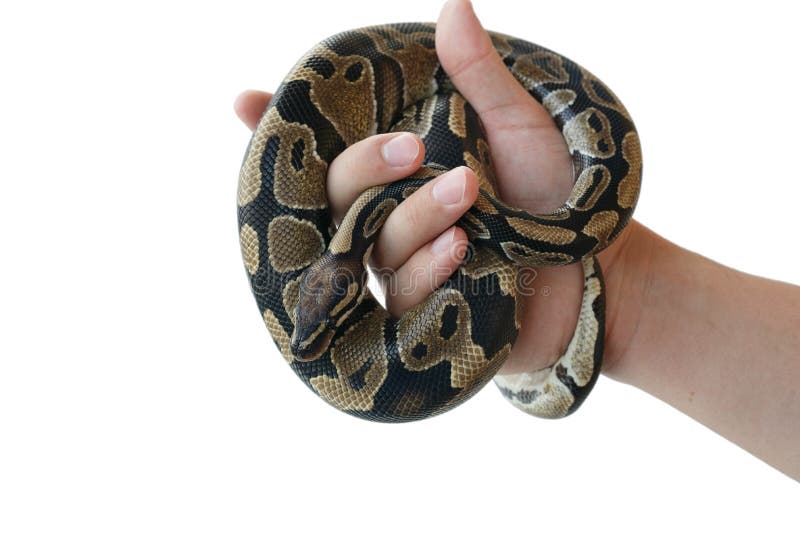 L'image Du Python Royal Ou De Boule Sur La Main De L'homme Photo stock ...