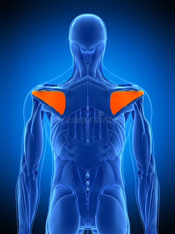 L'infraspinato illustrazione di stock. Illustrazione di medico - 57548203