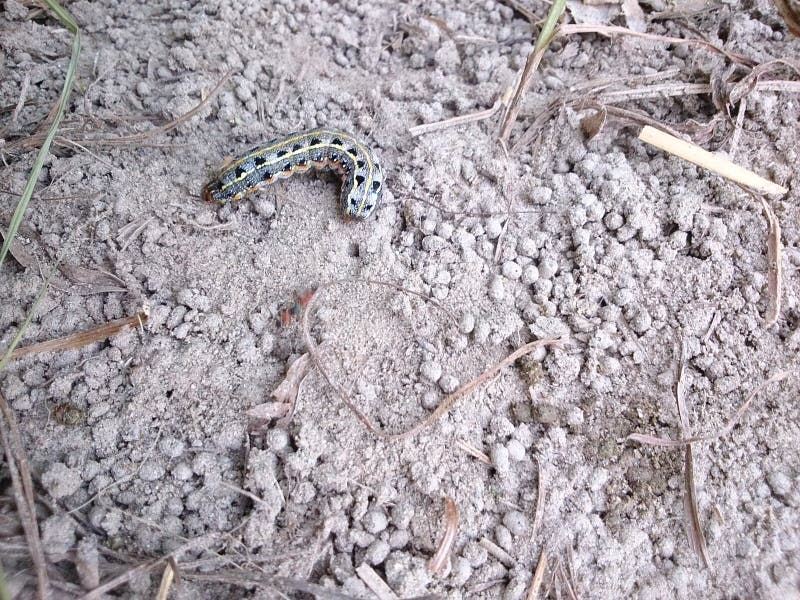 Rampement Venimeux D'insecte Photo stock - Image du rampement, insecte ...