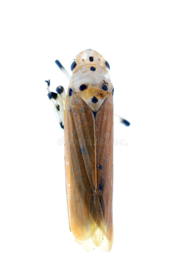 L'instruction-macro Minuscule De Cigale De Lame D'insecte a Isolé Photo ...