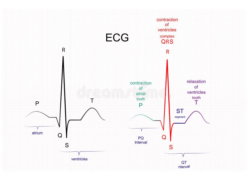 Ecg Stock Illustrations, Vecteurs, & Clipart – (2,151 Stock Illustrations)