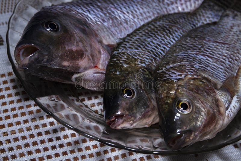 Poissons de tilapia du Nil image stock. Image du organique - 74937513