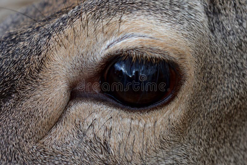 Oeil de cerfs communs image stock. Image du visage, frais - 10192569