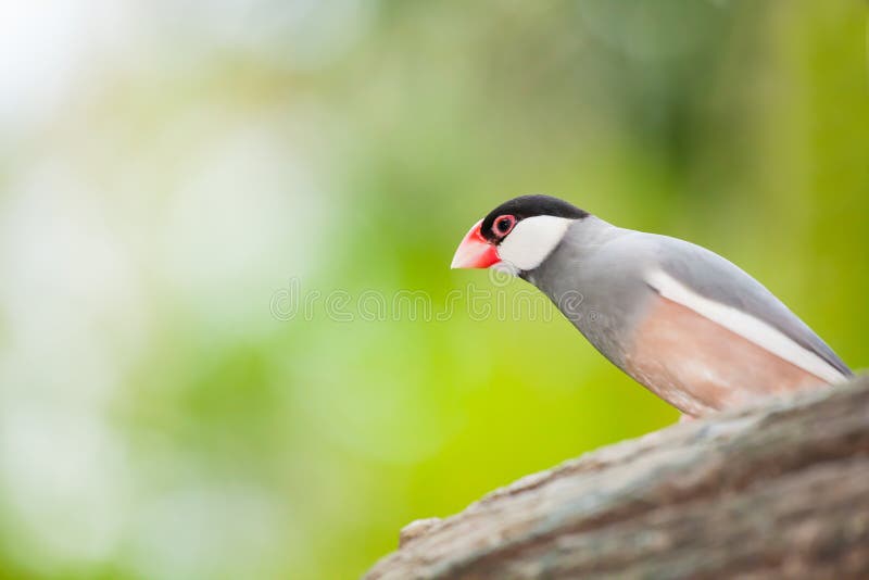 L'oiseau De Moineau De Java Photo stock - Image du avien, facture: 29769106