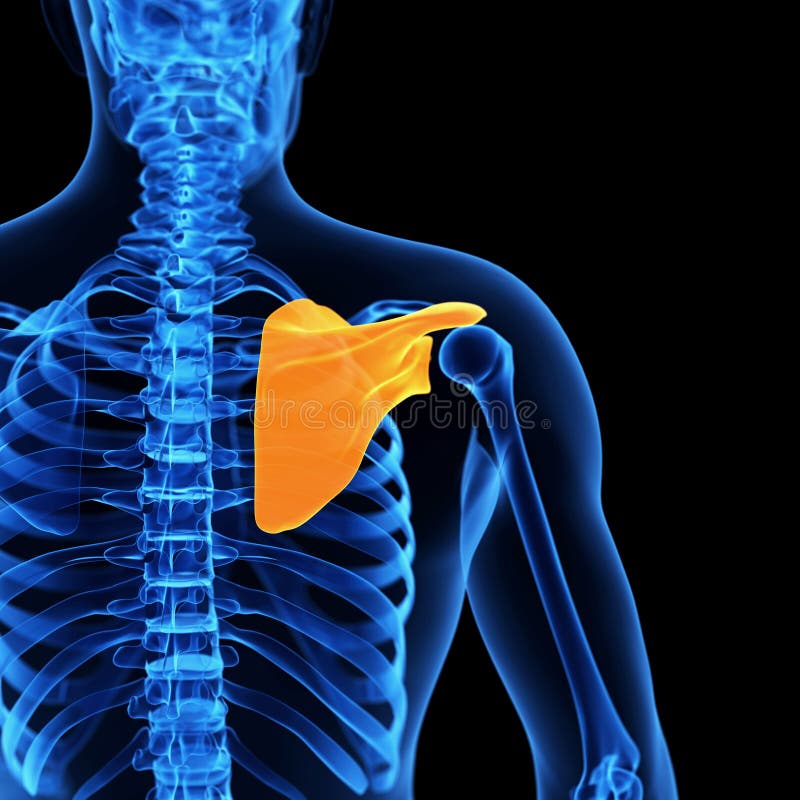 Omoplate (omoplate) illustration de vecteur. Illustration du anatomique ...