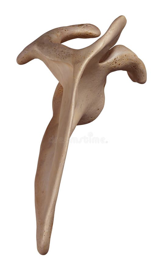 L'omoplate illustration stock. Illustration du science - 57843525