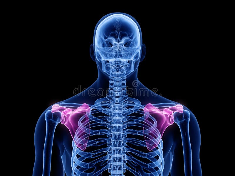 L'omoplate illustration stock. Illustration du omoplate - 57843465