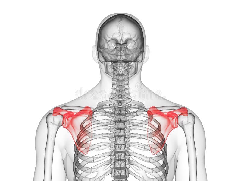 L'omoplate illustration stock. Illustration du omoplate - 57843465