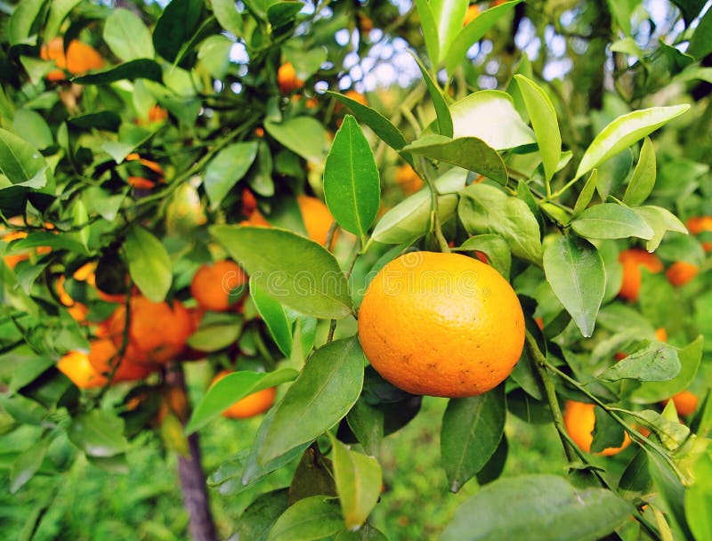 L'Orange-arbre image stock. Image du orange, citron, spécifiquement ...