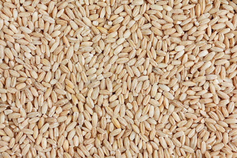 L'orge injecte le fond image stock. Image du céréale - 49306413