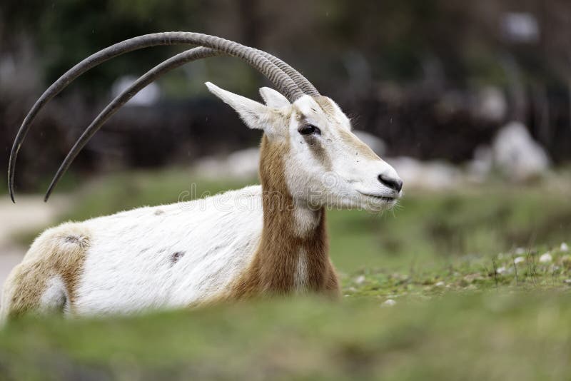 L'orice Della Scimitarra O Il Dammah Scimitarra-cornuto Dell'orice Dell ...