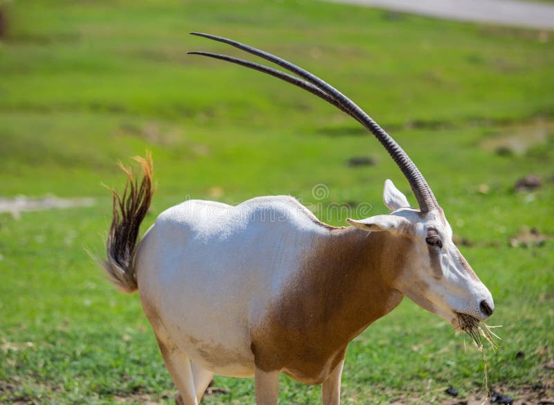 L'orice Della Scimitarra O Il Dammah Scimitarra-cornuto Dell'orice Dell ...