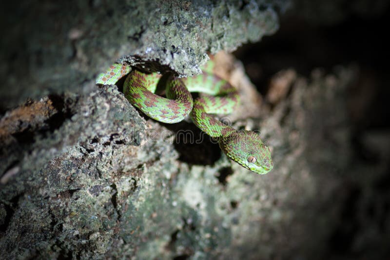 L'ornata De Chrysopelea, Serpentent Le Vert Image stock - Image du ...
