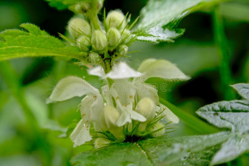 Ortie blanche de fleur photo stock. Image du médicinal - 39859238