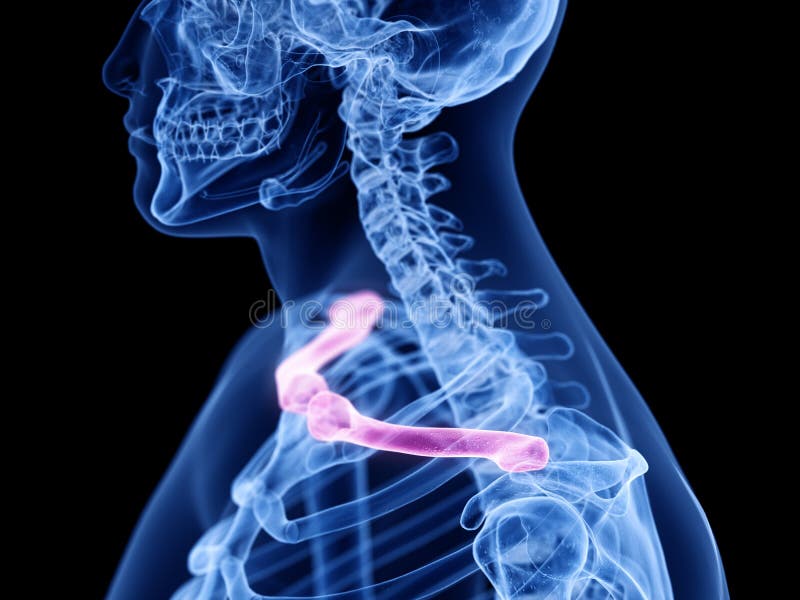 Anatomie D'os De Clavicule - Os D'anatomie Illustration Stock ...
