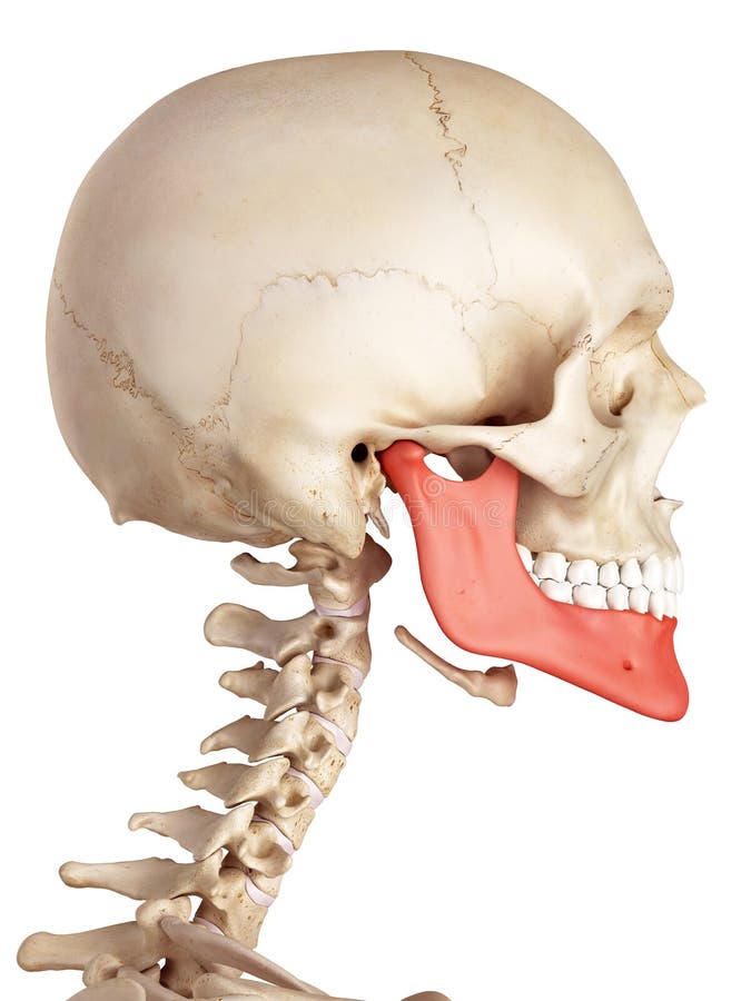 L'os de mâchoire illustration stock. Illustration du mandible - 56652669