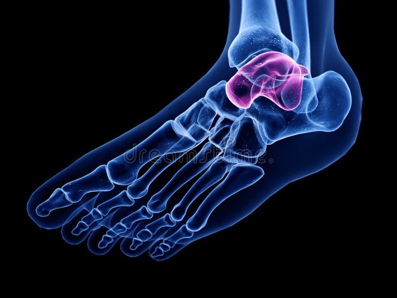 L'os de talus illustration stock. Illustration du santé - 73212150