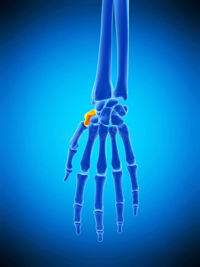 L'os de trapèze illustration stock. Illustration du anatomique - 73211922