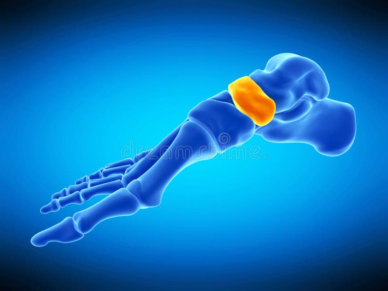 L'os naviculaire illustration stock. Illustration du anatomie - 155217465