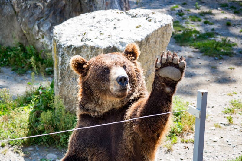 Patte D Ours Photos Stock - Téléchargez 6,487 Photos libres de droits