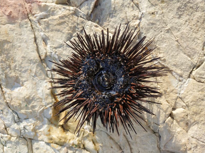 Oursin image stock. Image du tuscany, poissons, garnement - 63387399