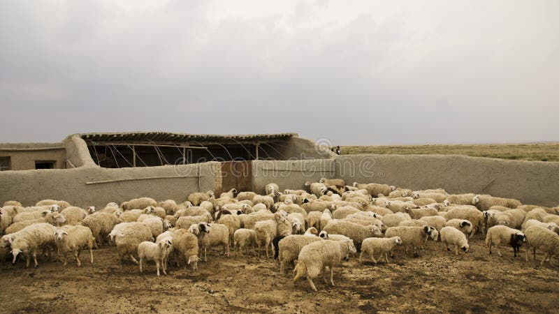 L'ovile immagine stock editoriale. Immagine di naughty - 40542469