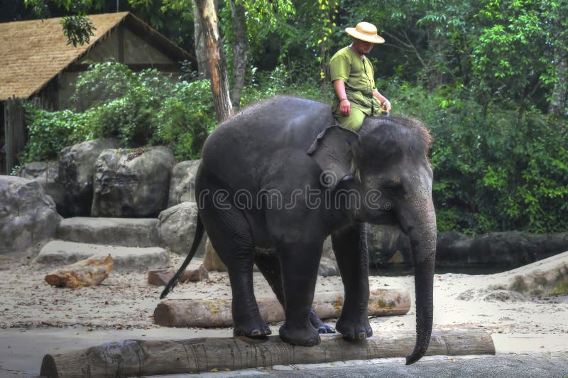 ?l?phant Asiatique Et Son Mahout Image stock éditorial - Image du ...