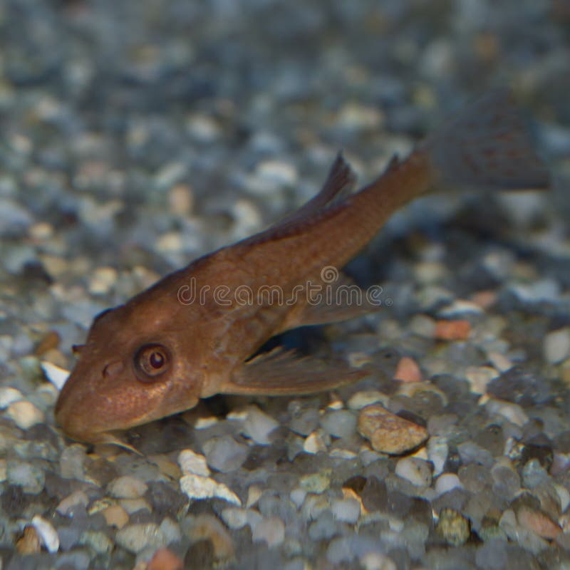 Juvenile Chocolate Pleco Fish Stock Photo - Image of pterygoplichthys ...