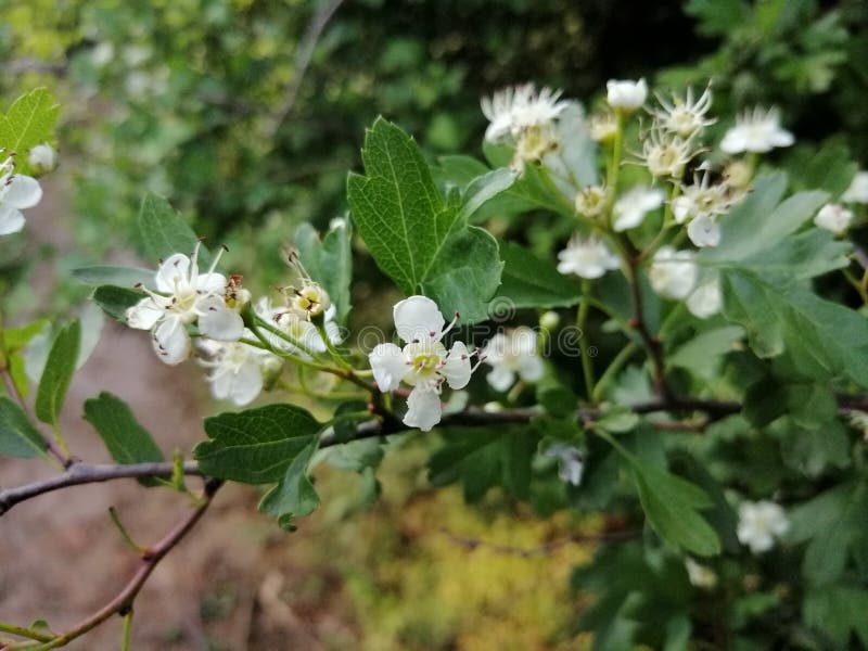 L?s vit blomma fotografering för bildbyråer. Bild av rosa - 147838595